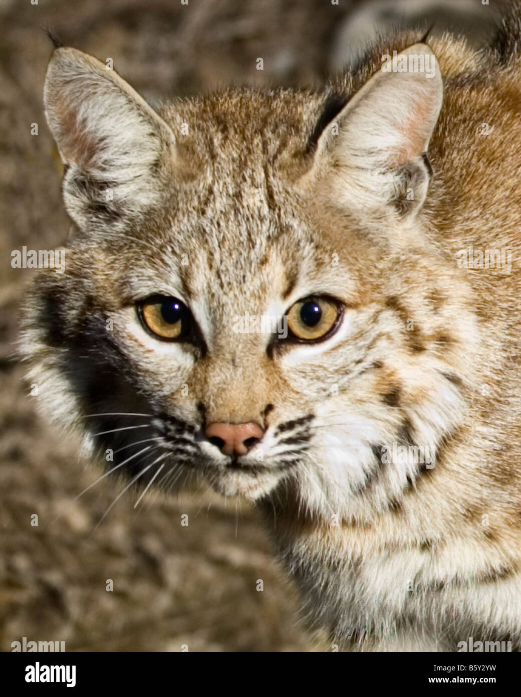 Close-up of a bobcat's face - controlled conditions Stock Photo - Alamy
