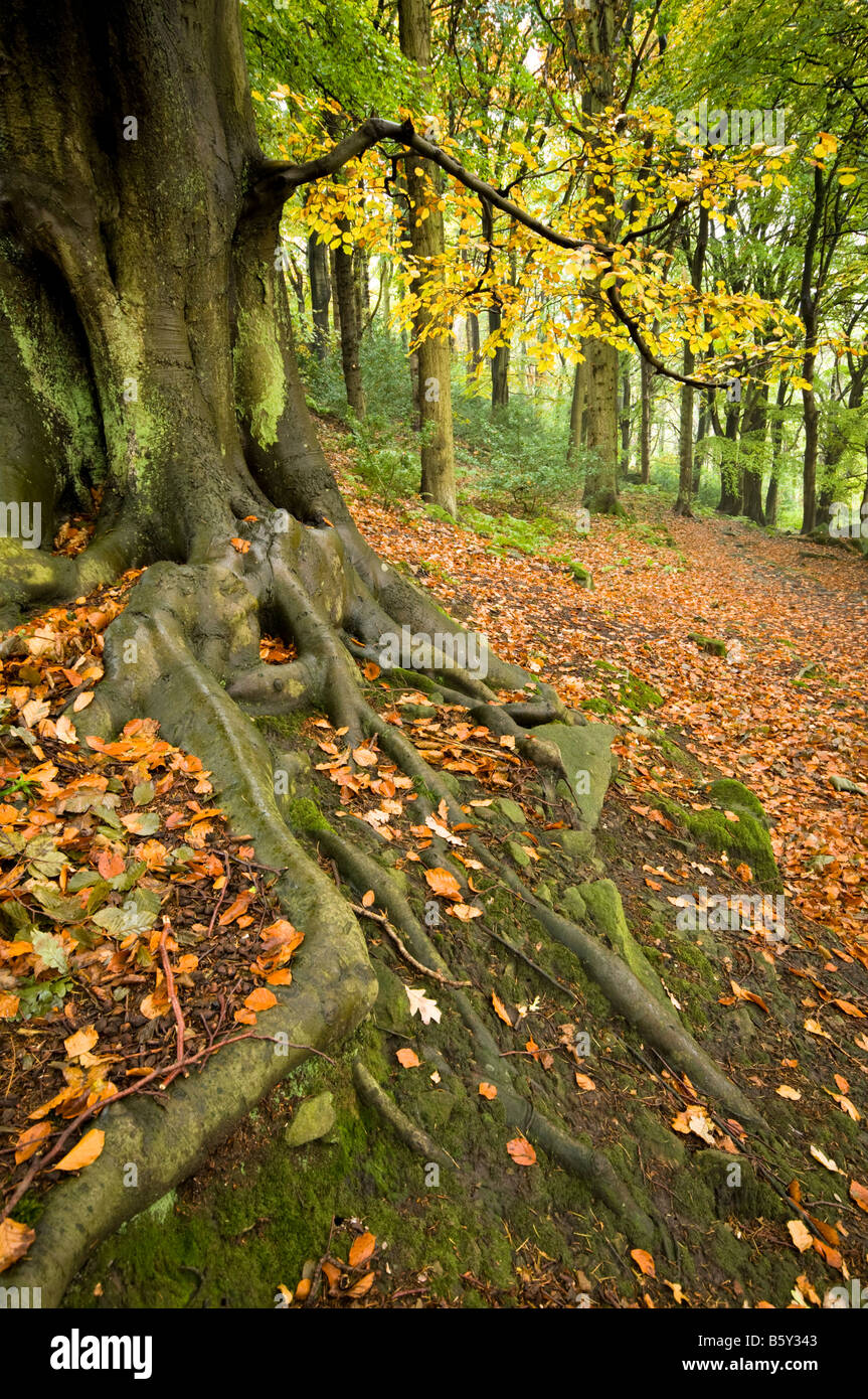 Great Wood, Littlebeck in North York Moors, UK Stock Photo - Alamy