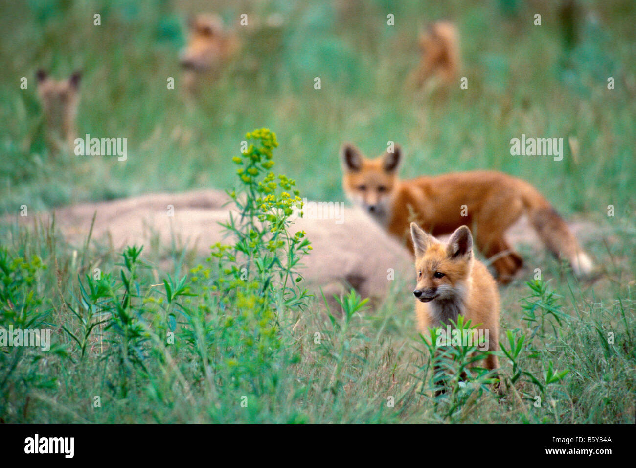 A group of foxes maintain a watch over the fox den in Montana Stock ...