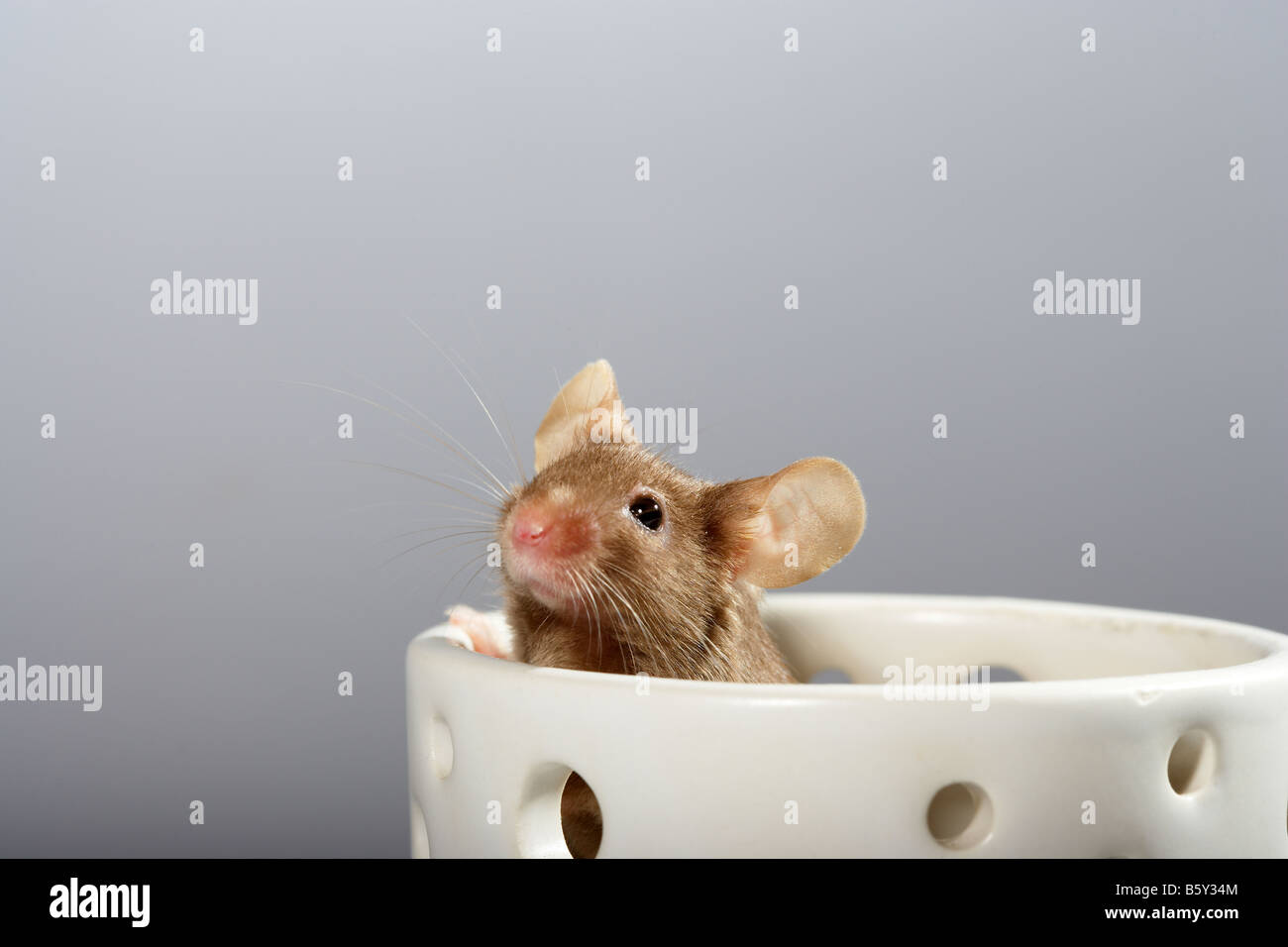 Pet mouse hi-res stock photography and images - Alamy