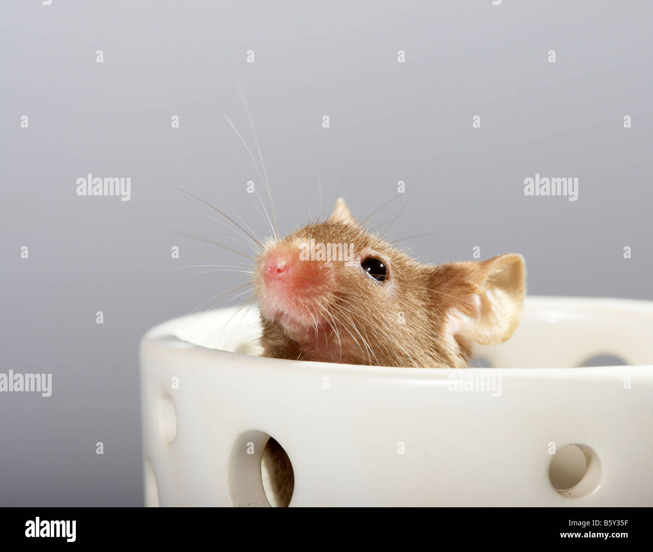 Pet rodent hi-res stock photography and images - Alamy
