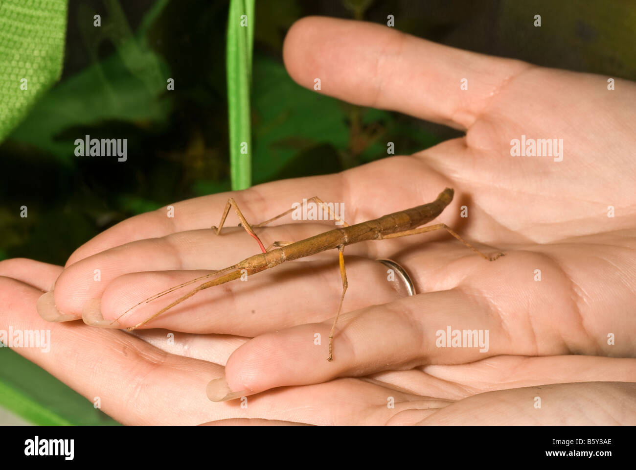 Bacillus hi-res stock photography and images - Alamy