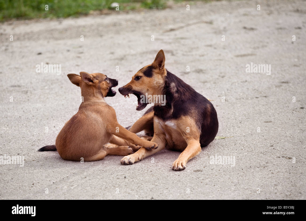 Angry dogs hi-res stock photography and images - Alamy