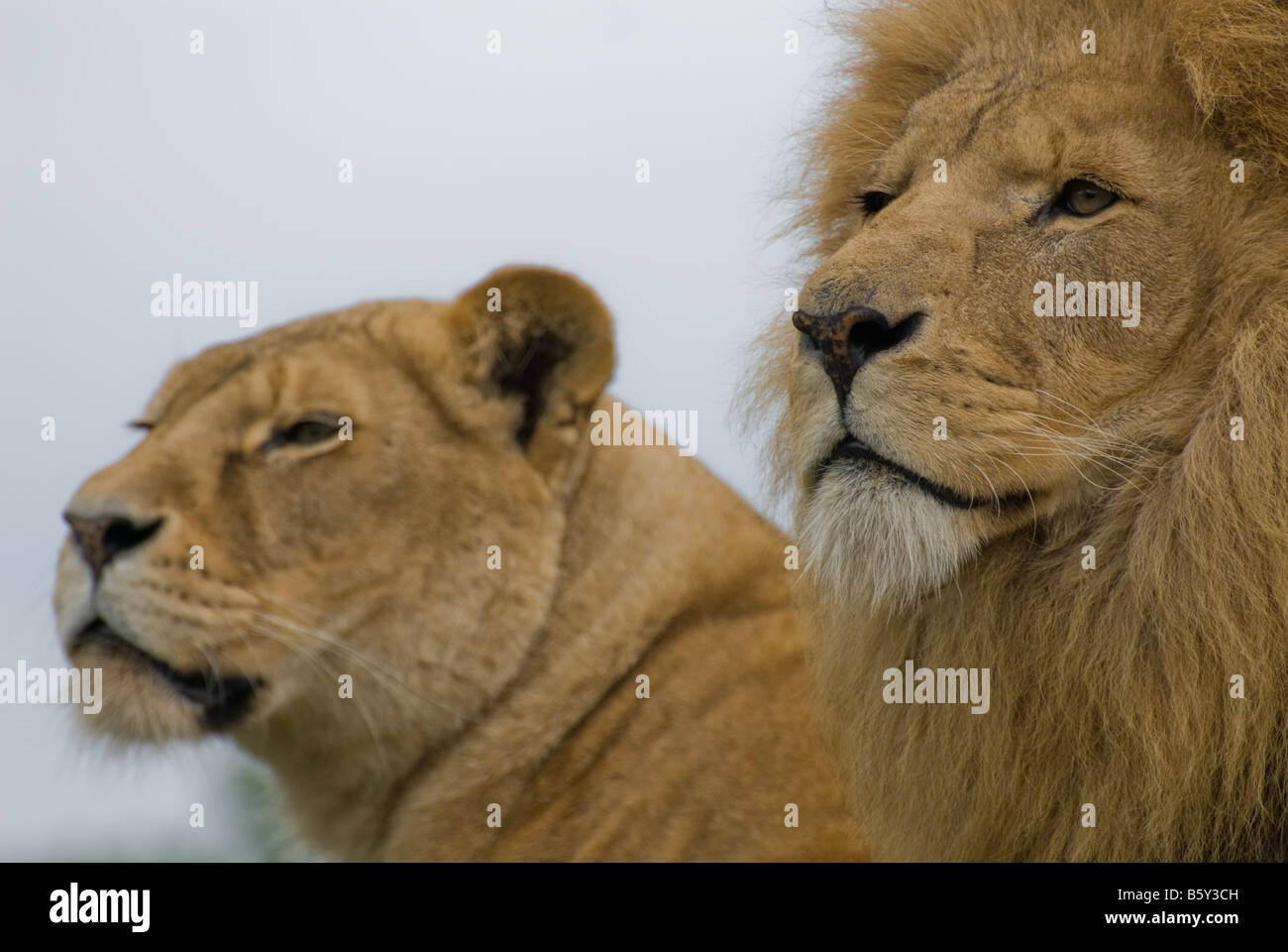 Lion and lioness with mane portrait Stock Photo - Alamy