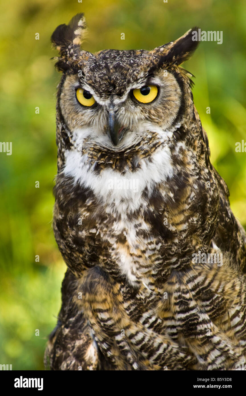 Rescued Great Horned Owl - flightless due to injury Stock Photo - Alamy