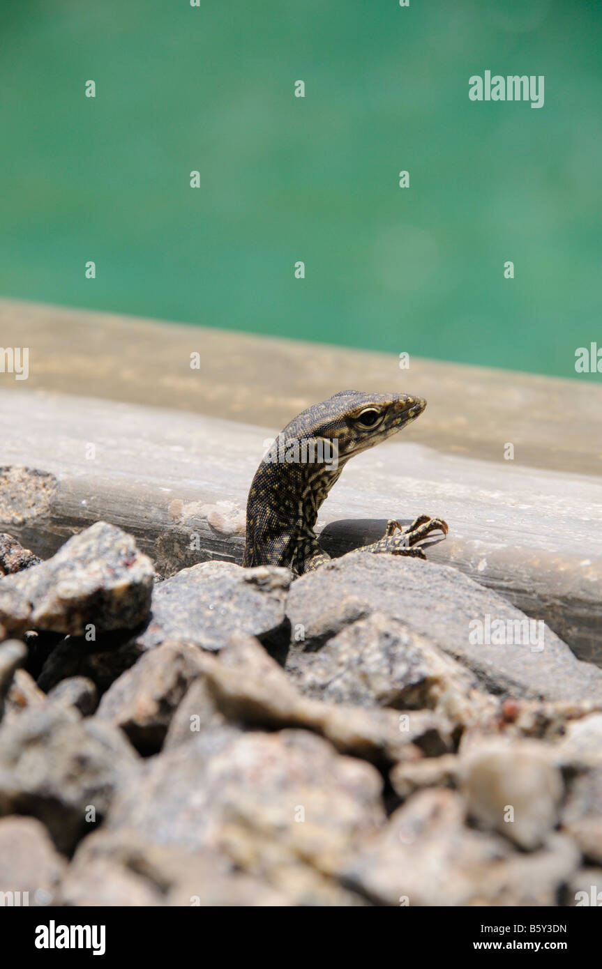 Head of Baby Water Monitor Lizard Stock Photo - Alamy