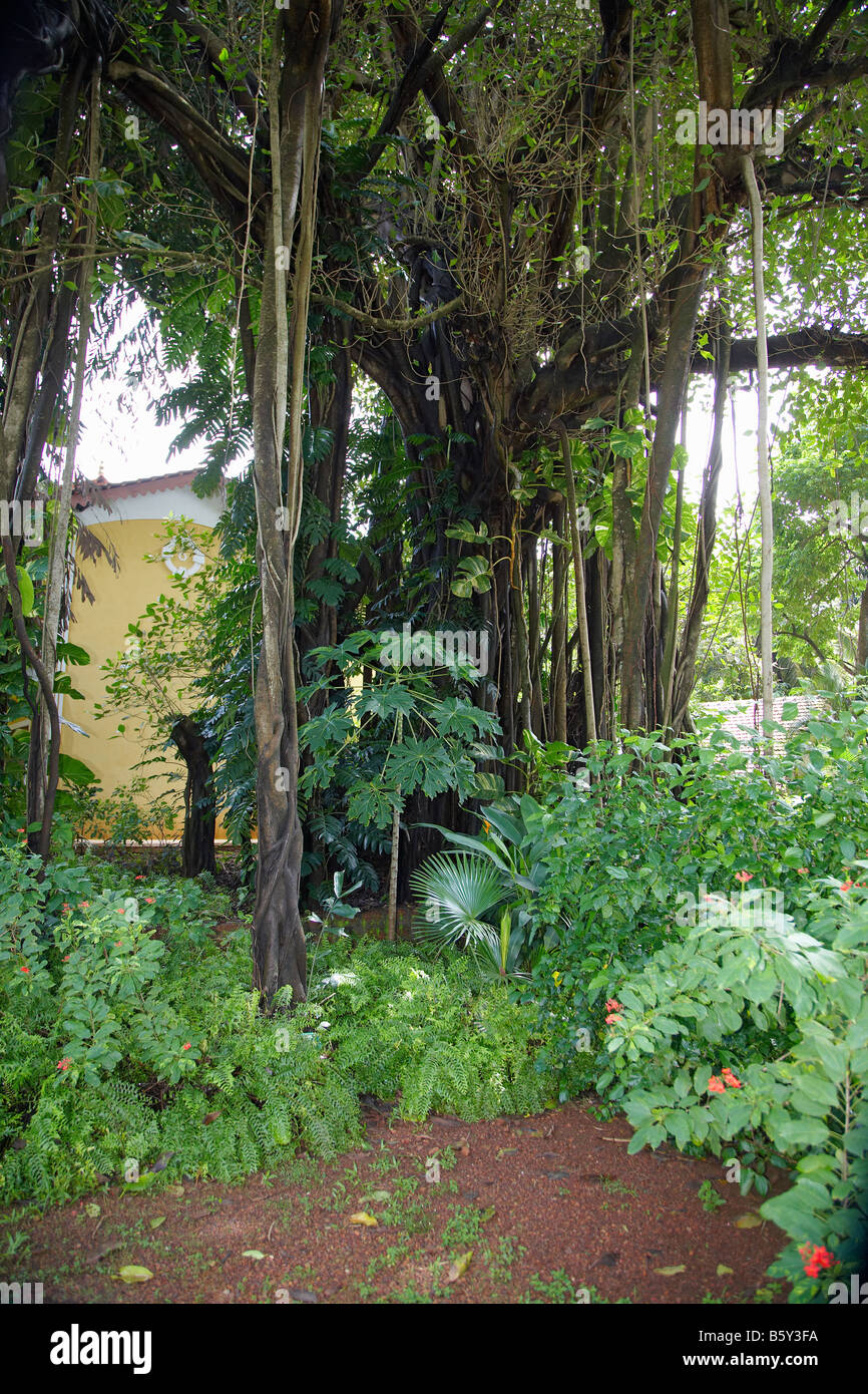 Aerial roots of banyan tree hi-res stock photography and images - Alamy