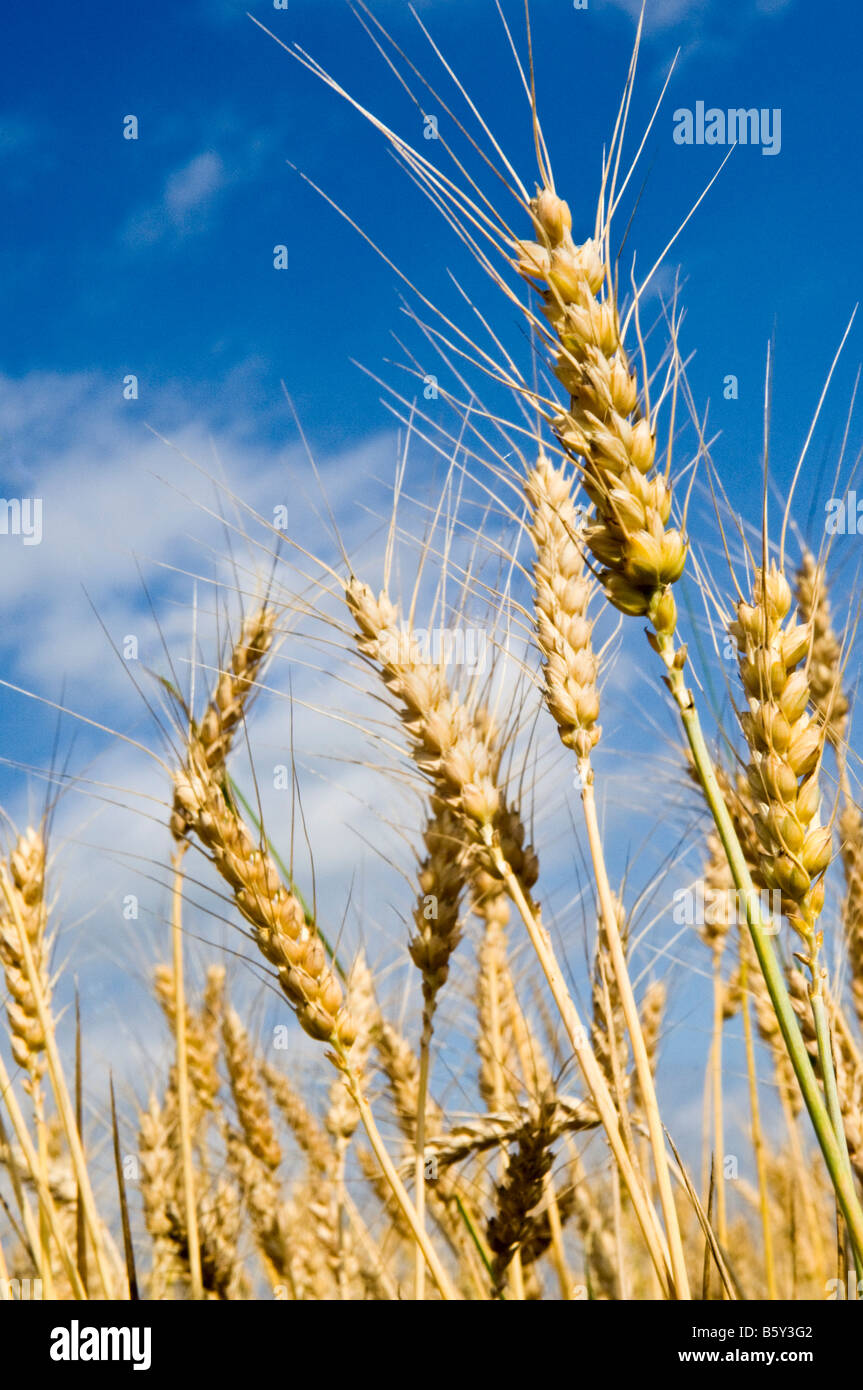 Mature wheat heads hi-res stock photography and images - Alamy