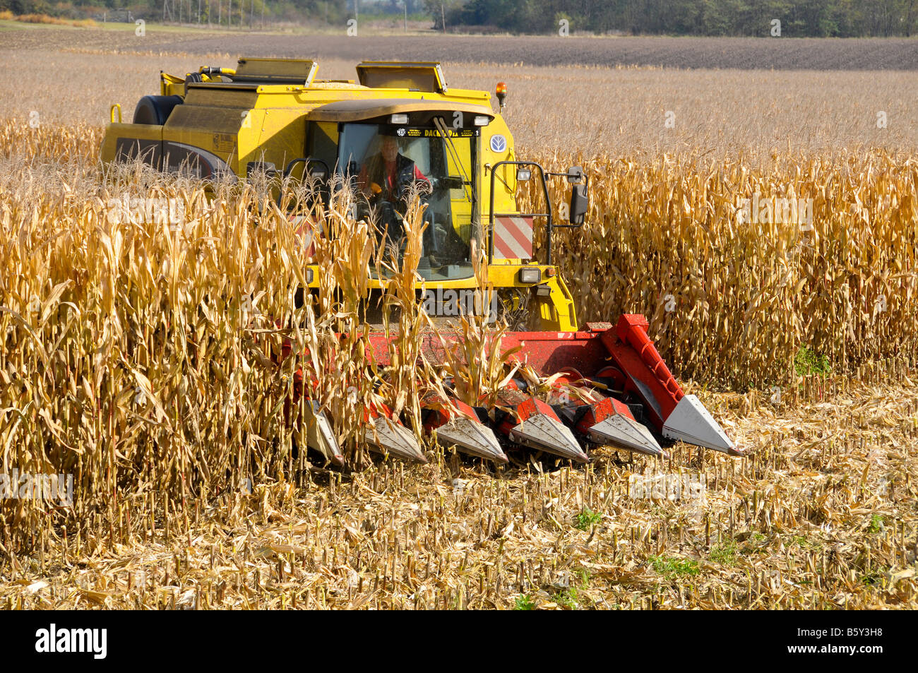 Corn (maize) harvest , France Stock Photo - Alamy