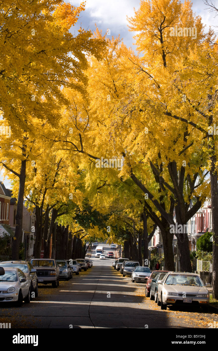 Fall Ginkgo Trees High Resolution Stock Photography and Images - Alamy