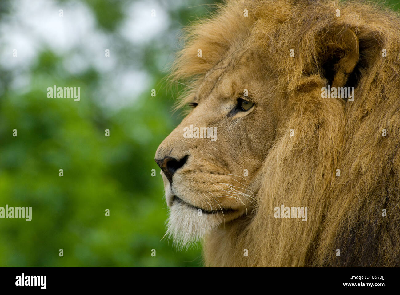Male Lion with mane portrait Stock Photo - Alamy