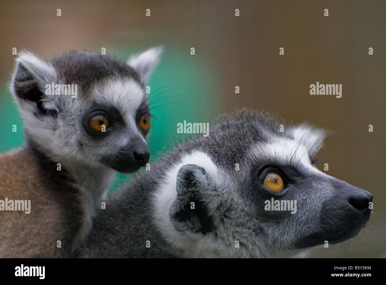 Ring Tailed Lima Stock Photo - Alamy