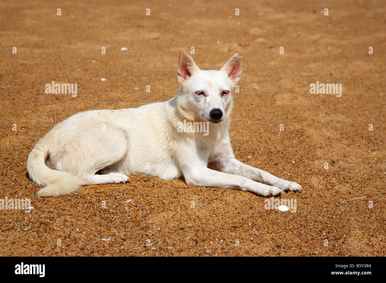 Dog wild stray beach goa india hi-res stock photography and images - Alamy