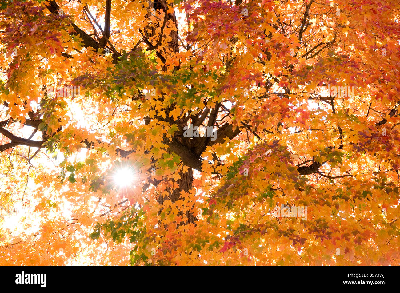 Sunburst through fall foliage. Sun ray through trees Stock Photo - Alamy