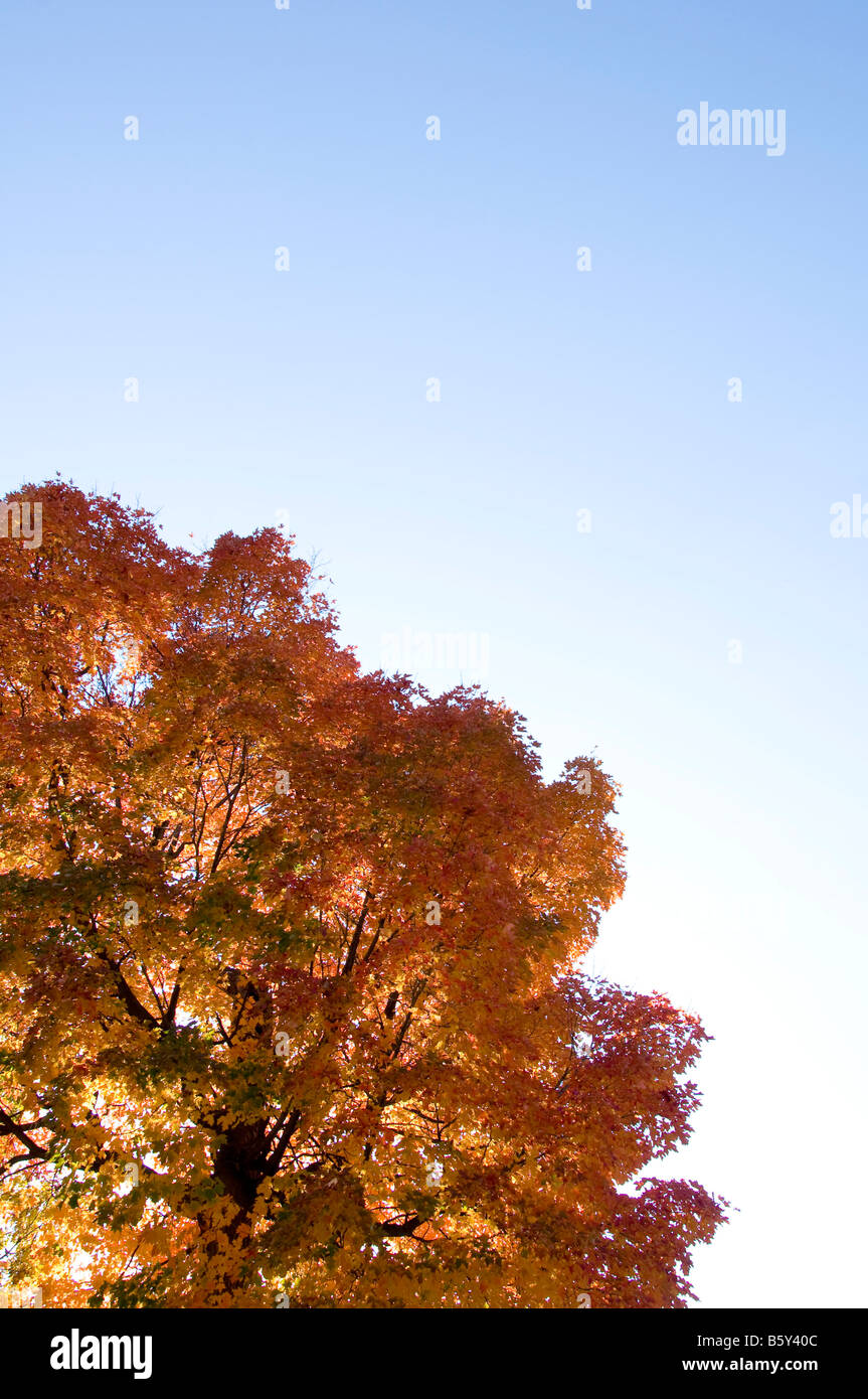 Fall foliage art hi-res stock photography and images - Alamy