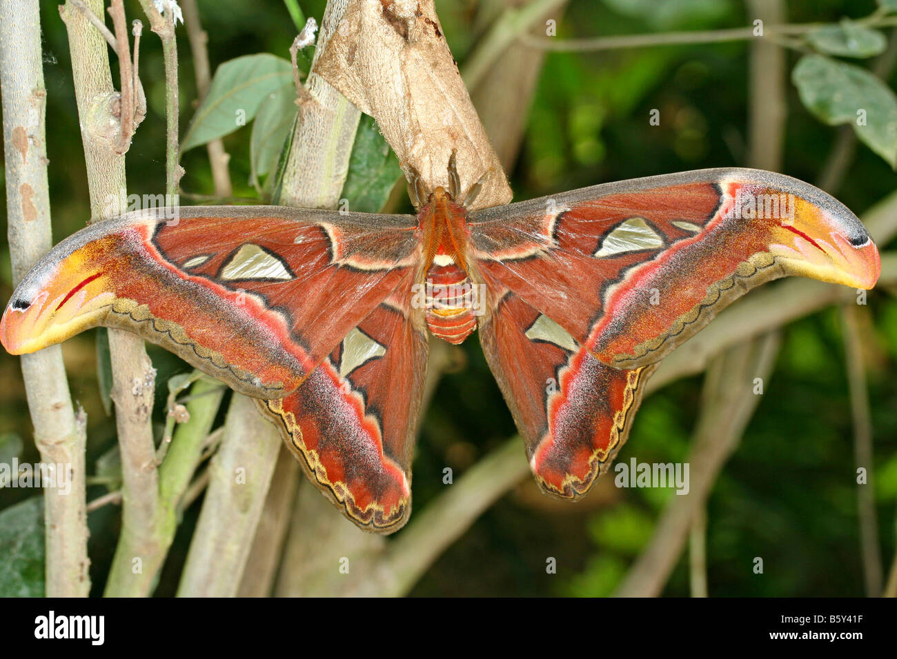 Atlas moth Attacus atlas Stock Photo - Alamy