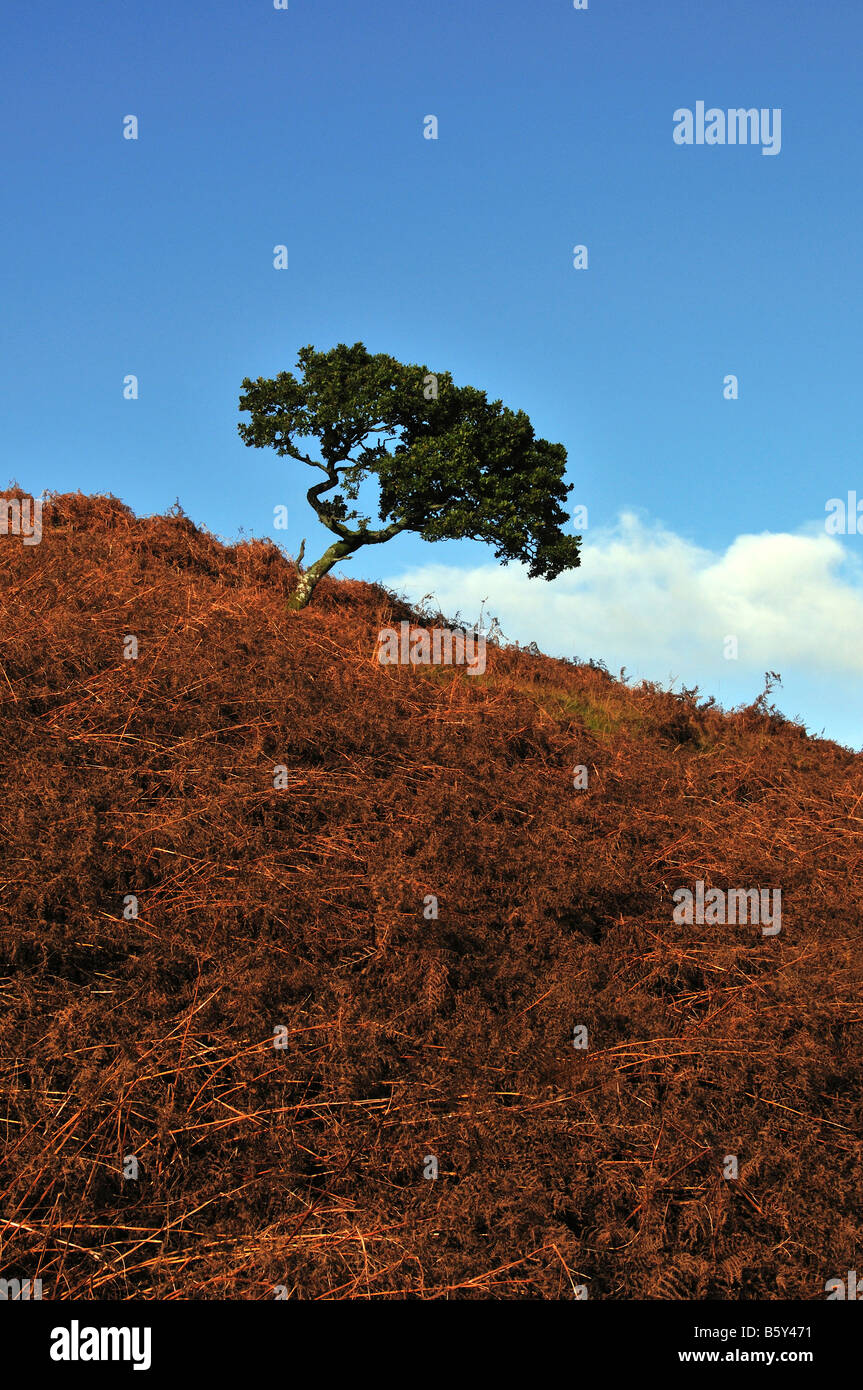 Lone tree on Hill, Near Grass Point, Isle of Mull Stock Photo - Alamy