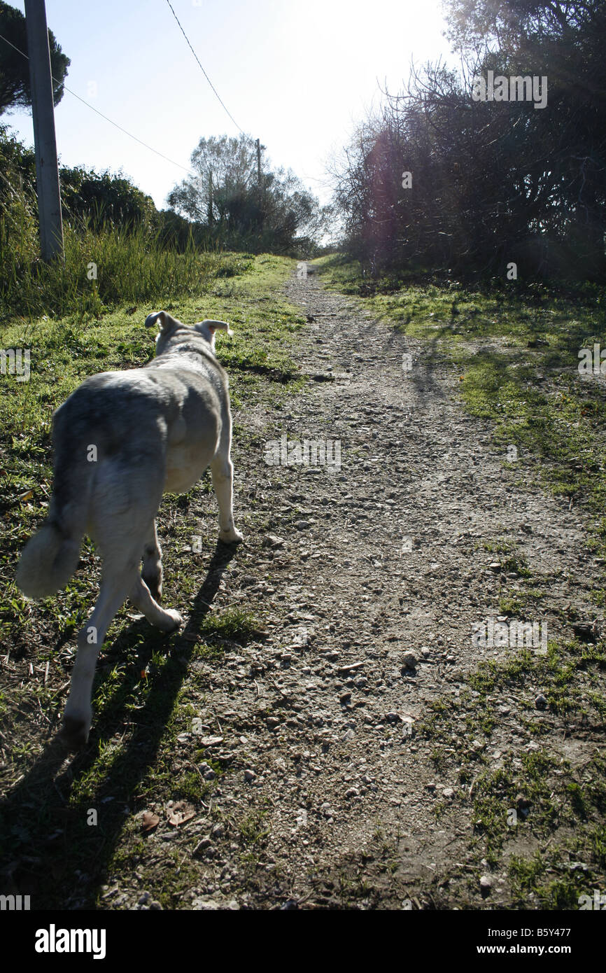 fast dog walking on rural path countryside Stock Photo - Alamy
