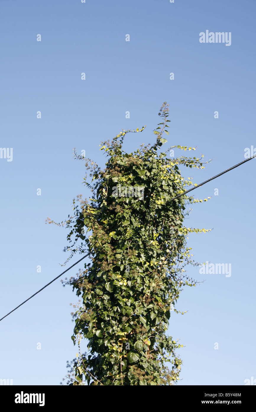 telegraph pole covered with creeping ivy and blue sky Stock Photo - Alamy