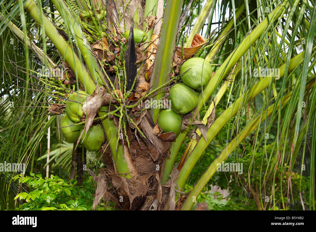 Coconut Tree, Goa, India Stock Photo - Alamy