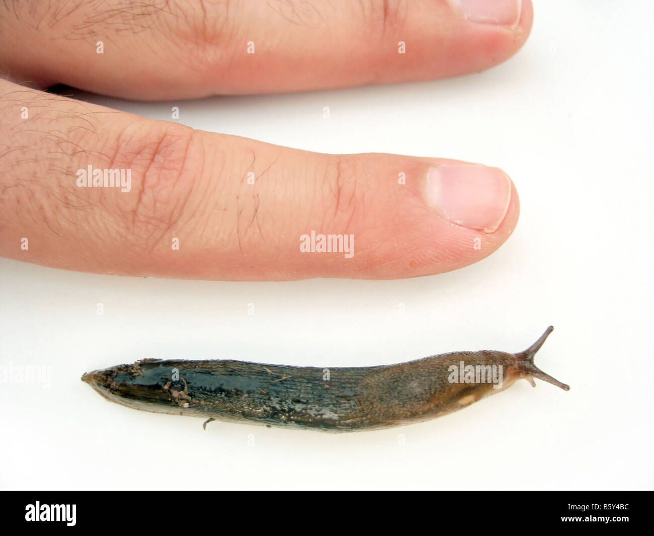 Garden slug hi-res stock photography and images - Alamy