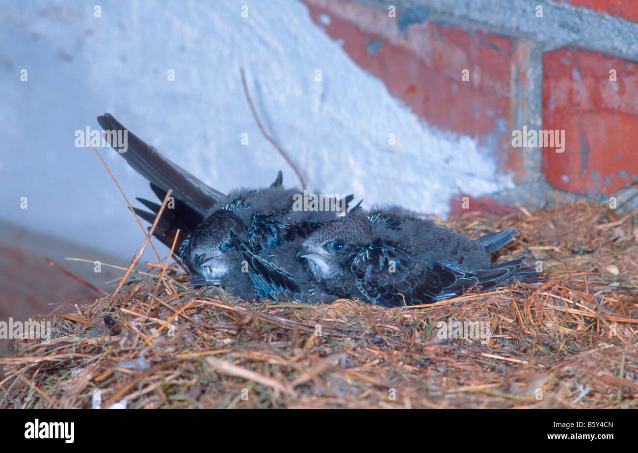 Swift, Apus apus. Chicks at nest Stock Photo - Alamy