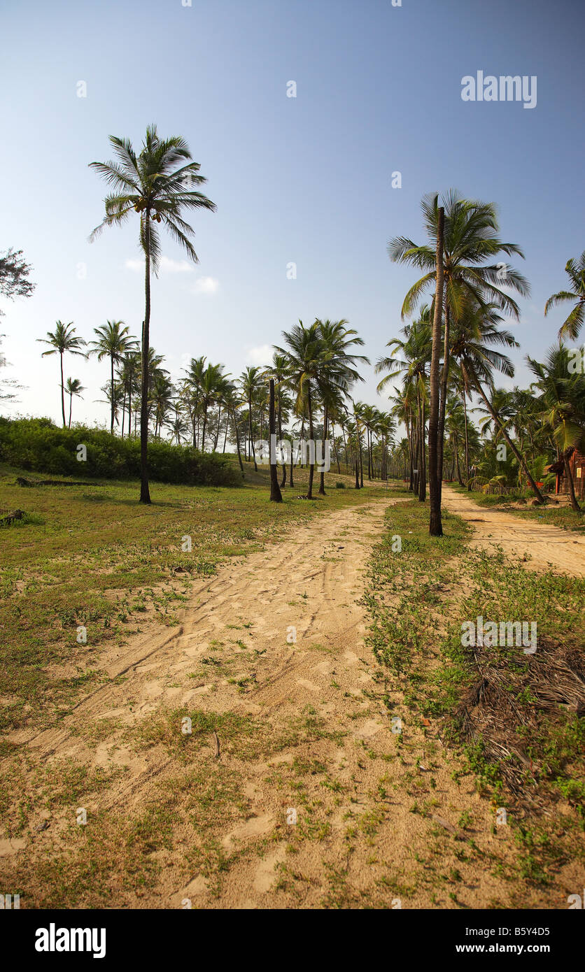 Coconut trees by the beach hi-res stock photography and images - Alamy