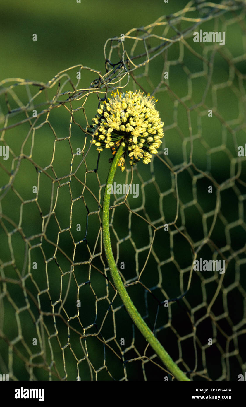 Onion seed head against wire mesh netting fence - Wales, UK Stock Photo ...