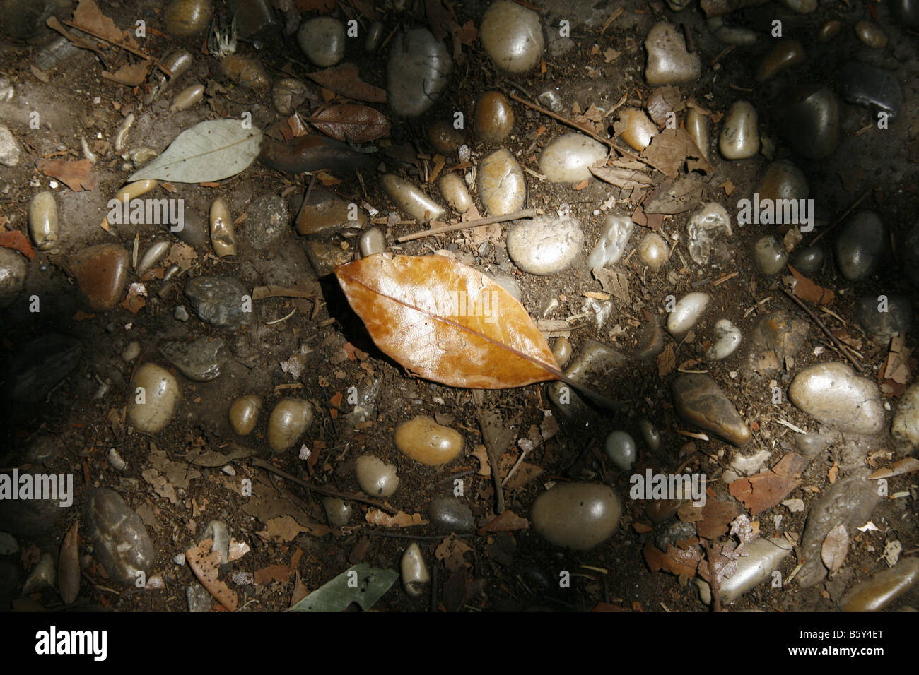 one single fallen leaf on country path surface in sun Stock Photo - Alamy
