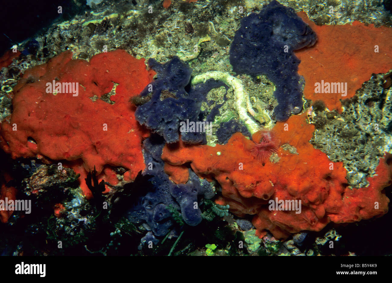 Blood sponge hymeniacidon perlevis hi-res stock photography and images ...