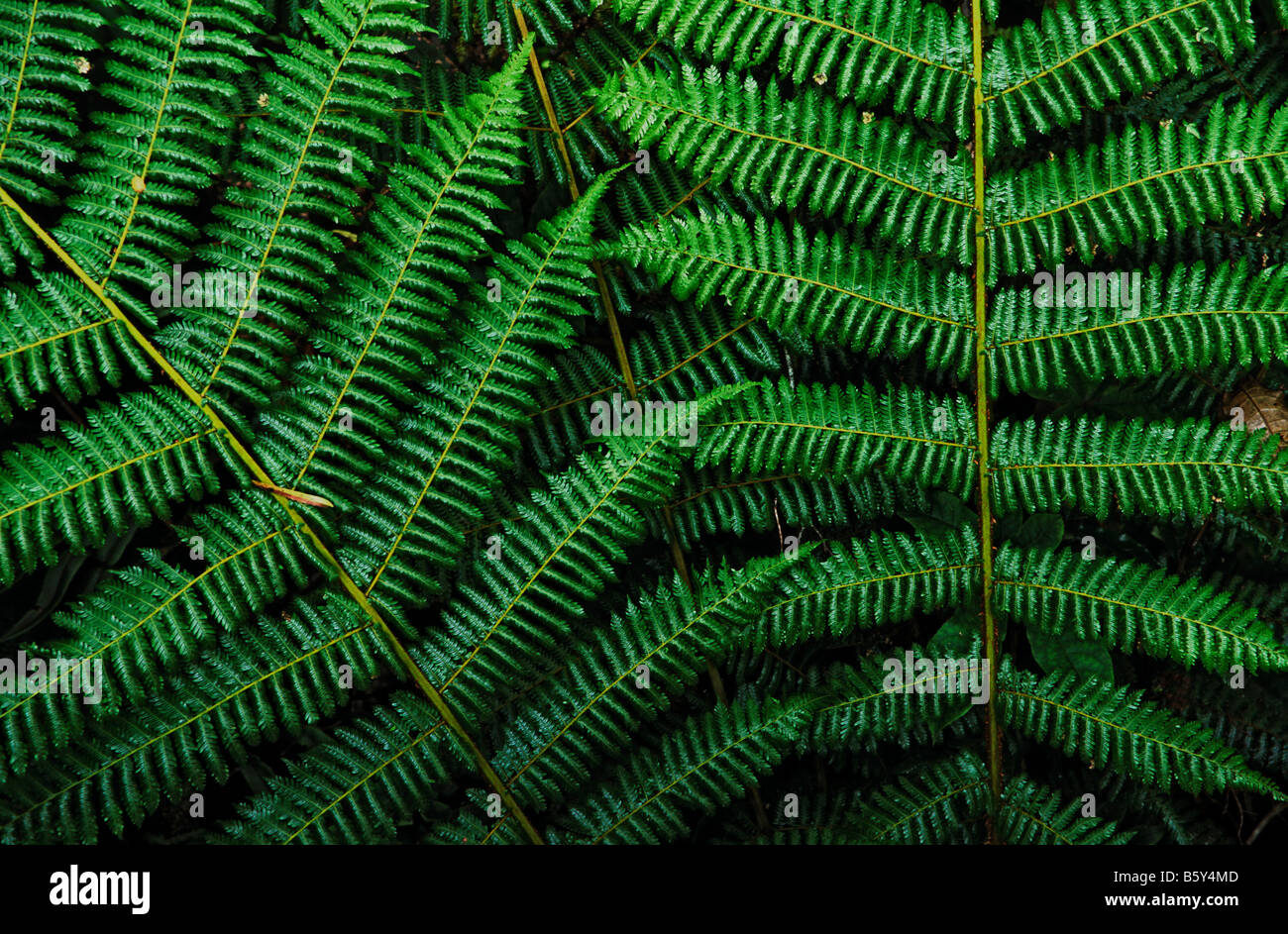 Fern fronds, New Zealand Stock Photo - Alamy