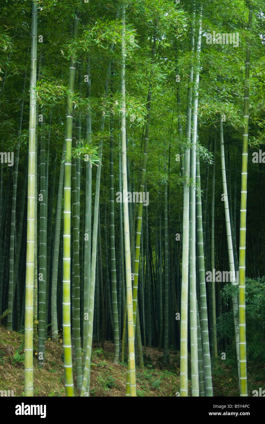 Bamboo forest in arashiyama park hi-res stock photography and images ...