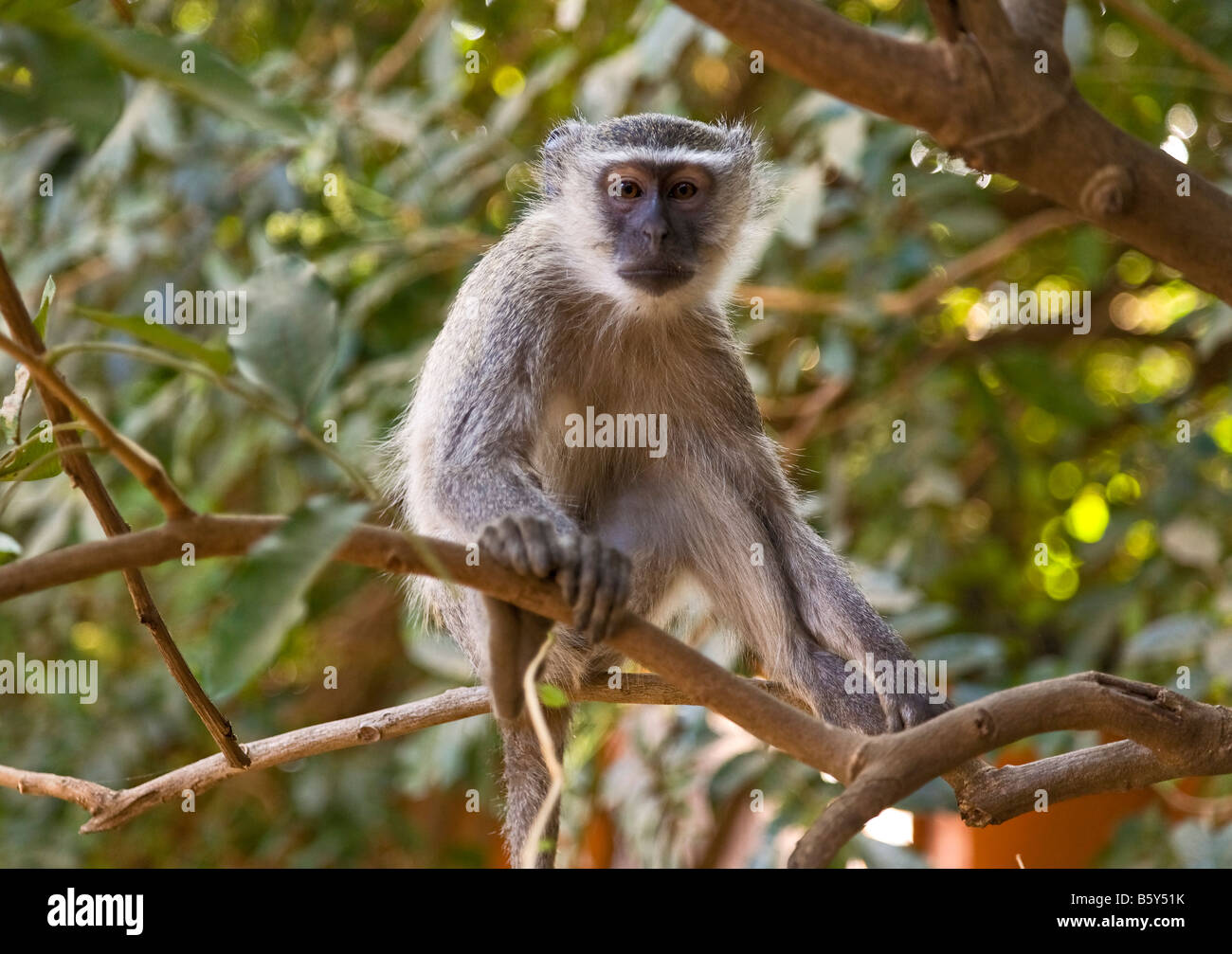 Vervet monkey at South Luangwa National Park in Zambia Stock Photo - Alamy