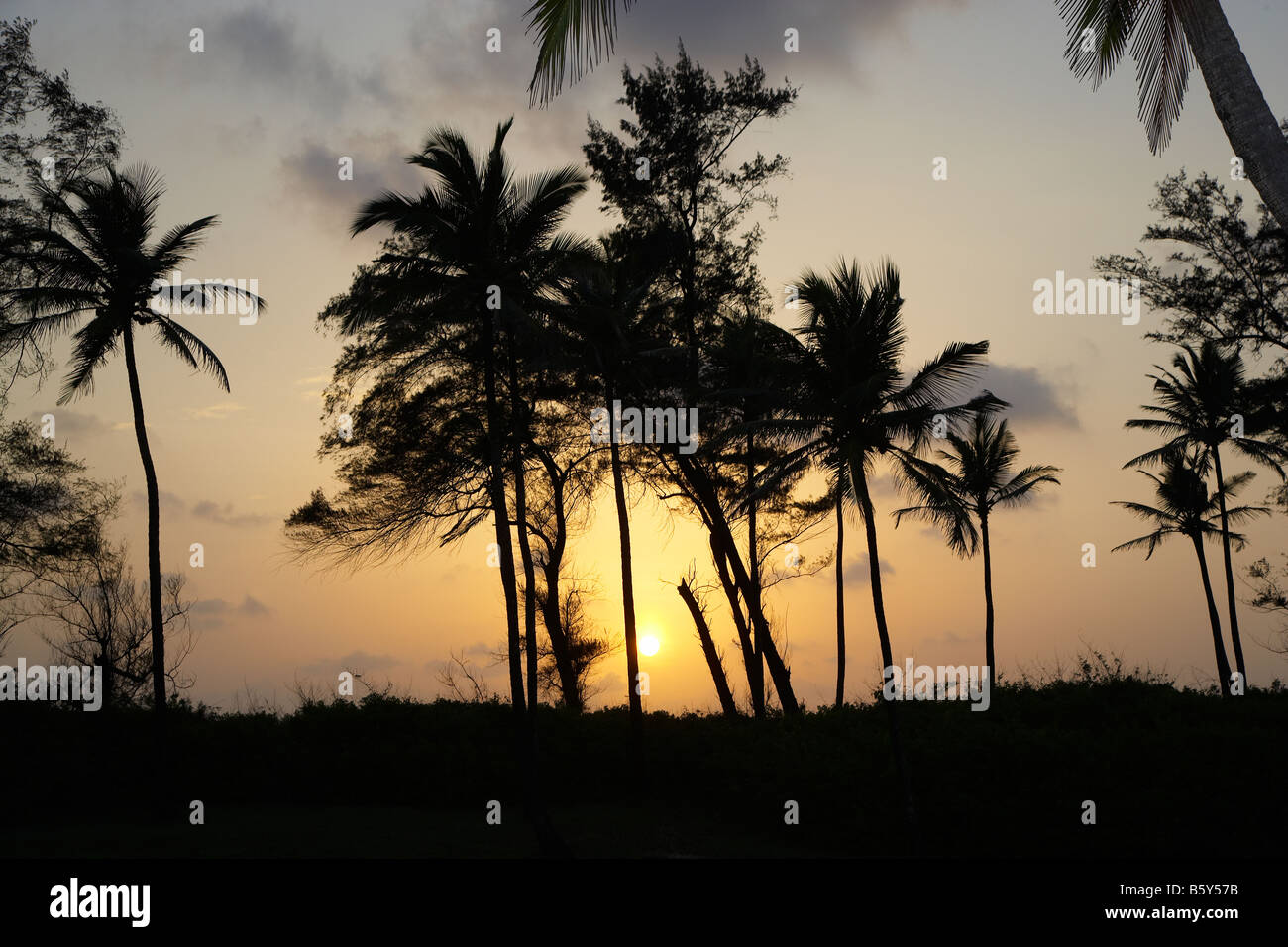 Coconut Trees Silhouetted at Sunset on Arambol Beach, Goa, India Stock ...