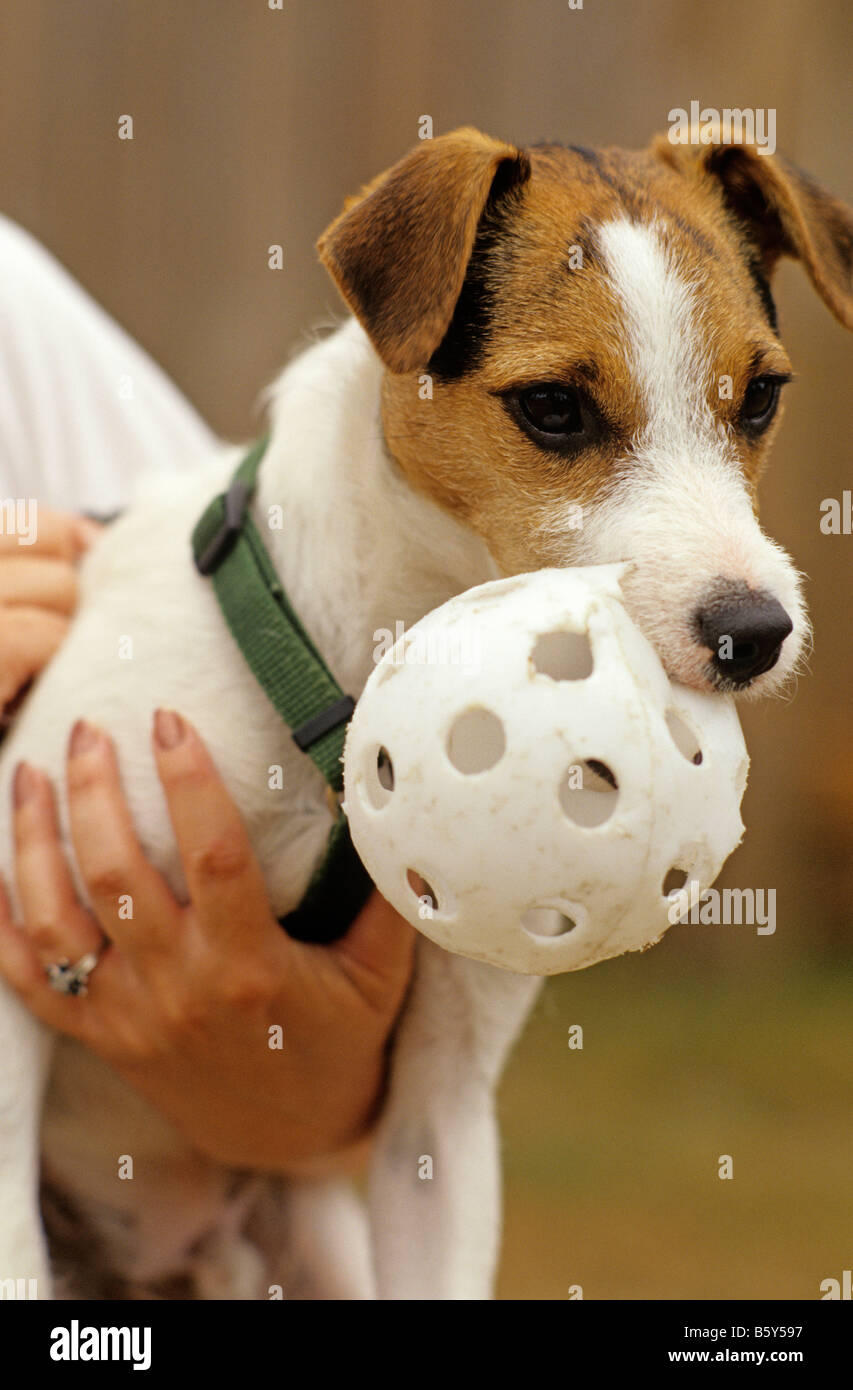 Parson Jack Russell Terrier with intense look on face with plastic ...
