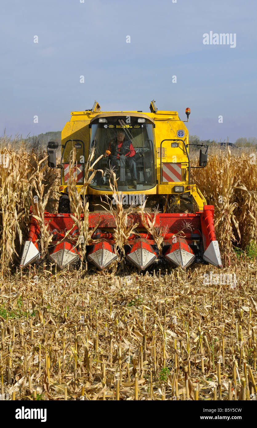 Corn (maize) harvest Stock Photo - Alamy