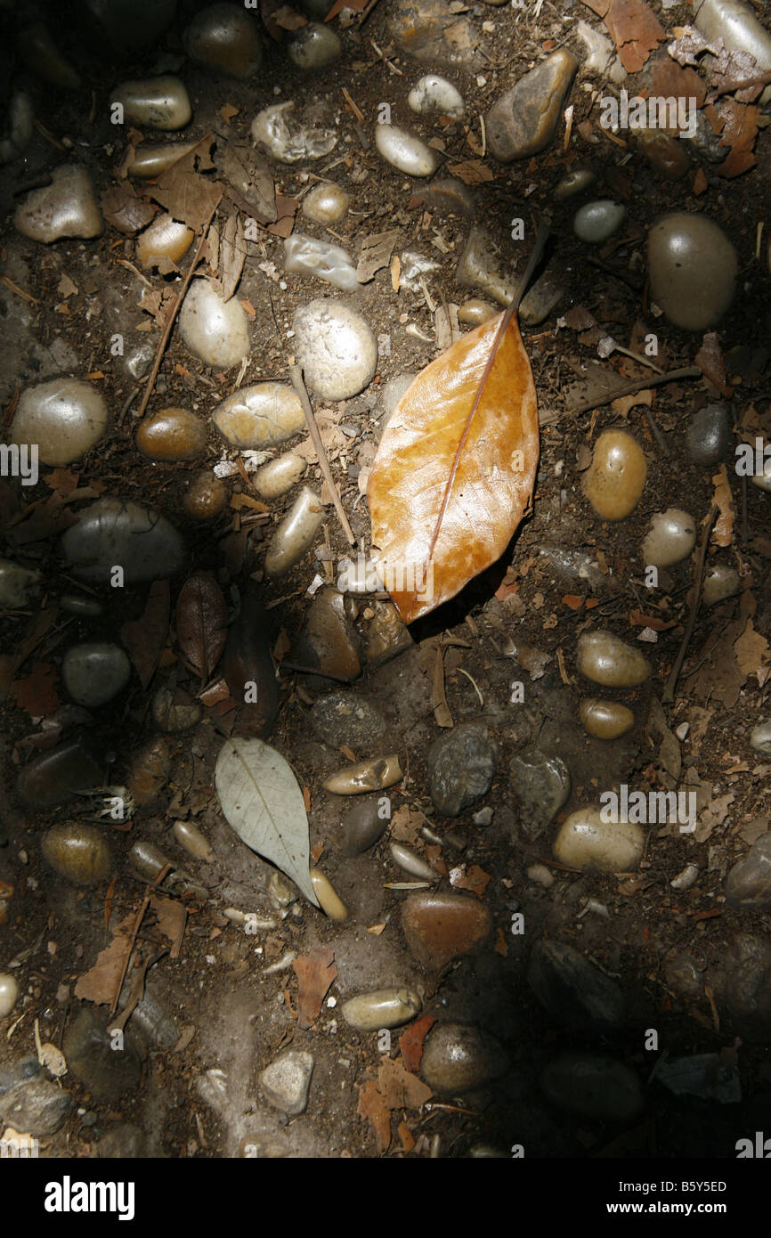 one single fallen leaf on country path surface in sun Stock Photo - Alamy