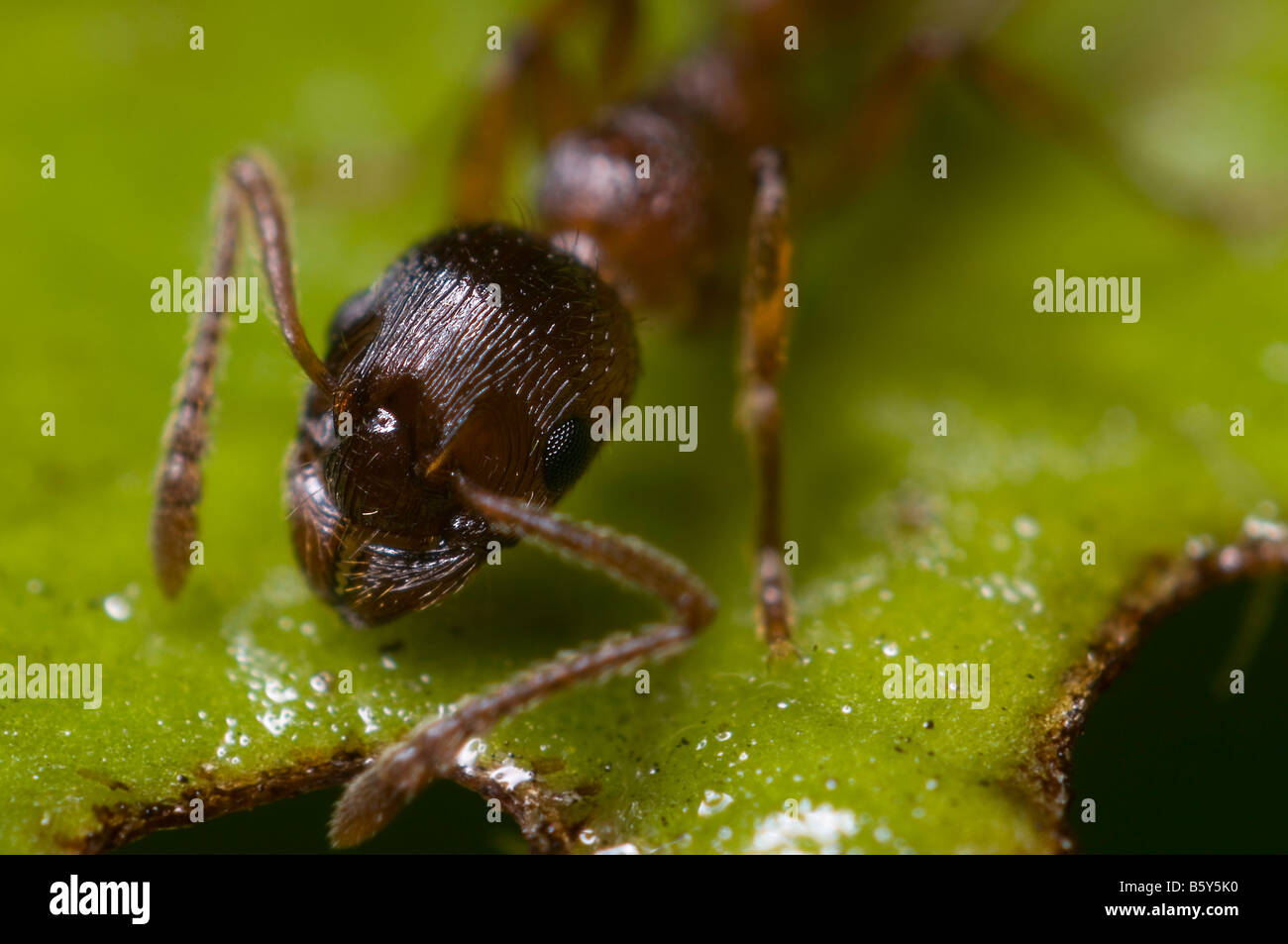 Ant head macro hi-res stock photography and images - Alamy