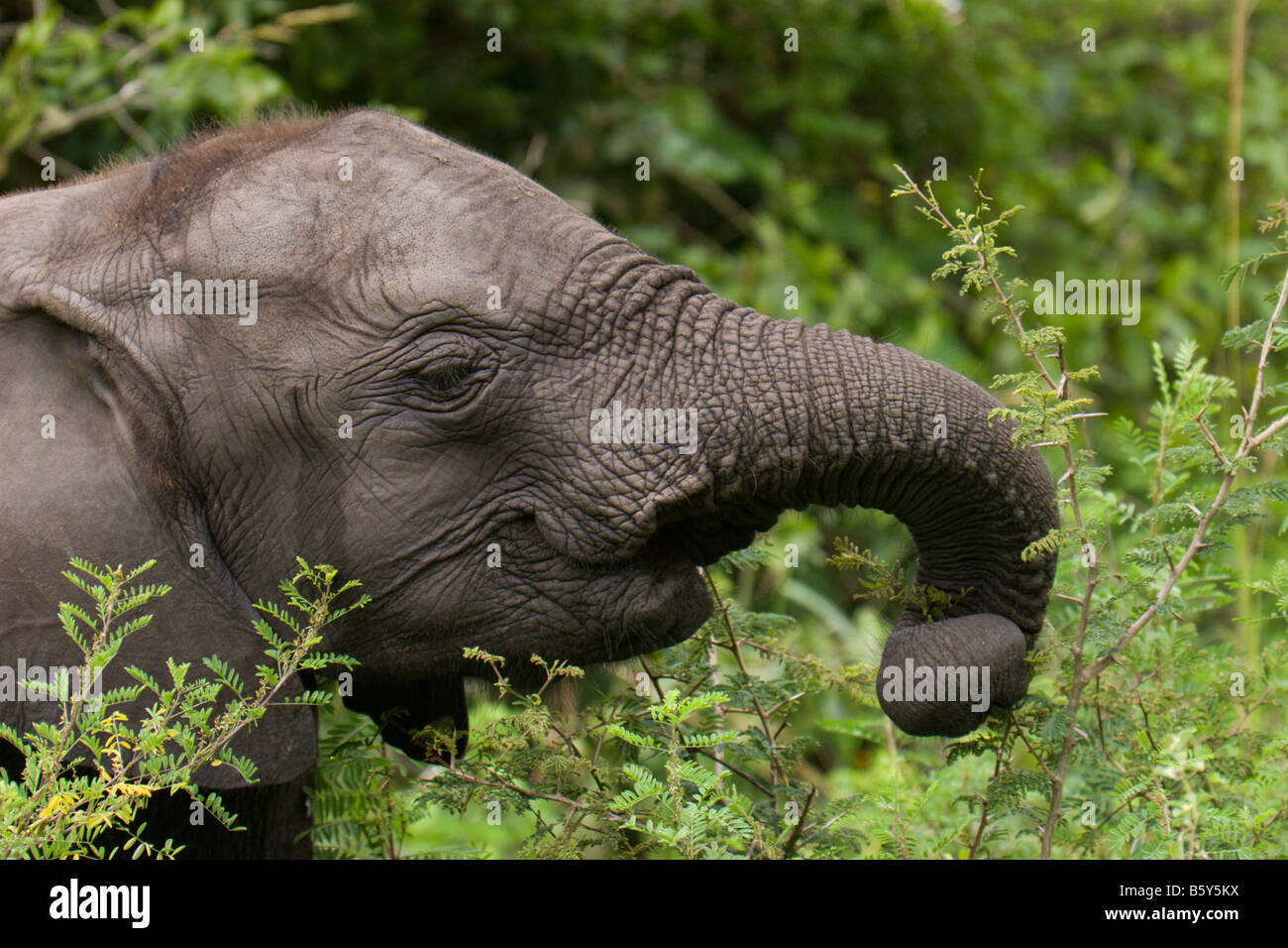 elephant african africa young baby Uganda wild Stock Photo - Alamy