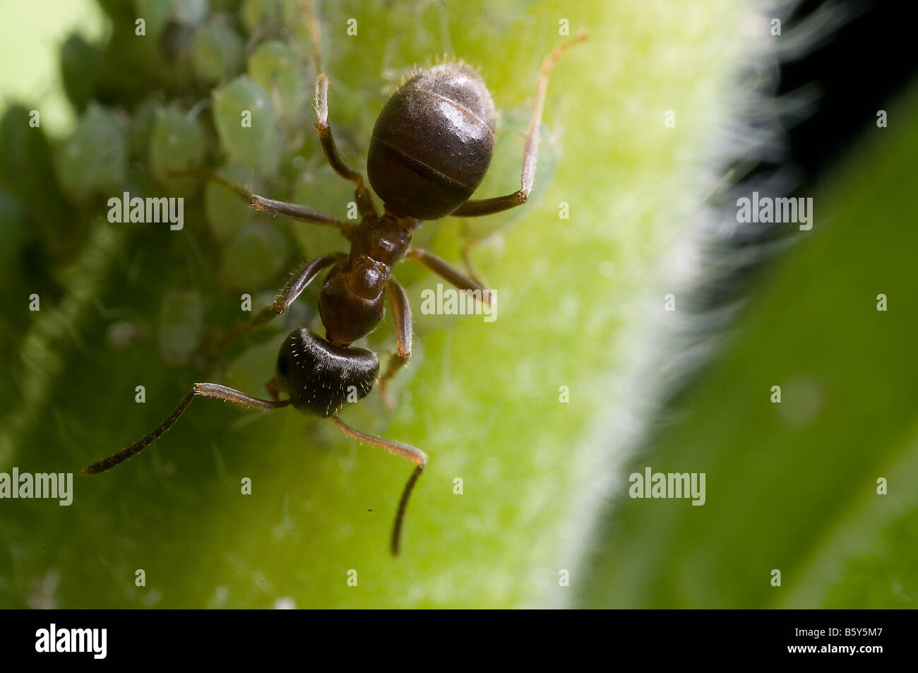 Ants head hi-res stock photography and images - Alamy