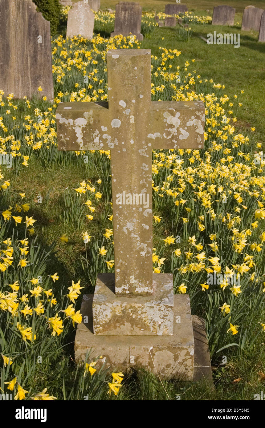 Graveyard Gravestone Grave in a bed of Spring Daffodils Stock Photo - Alamy