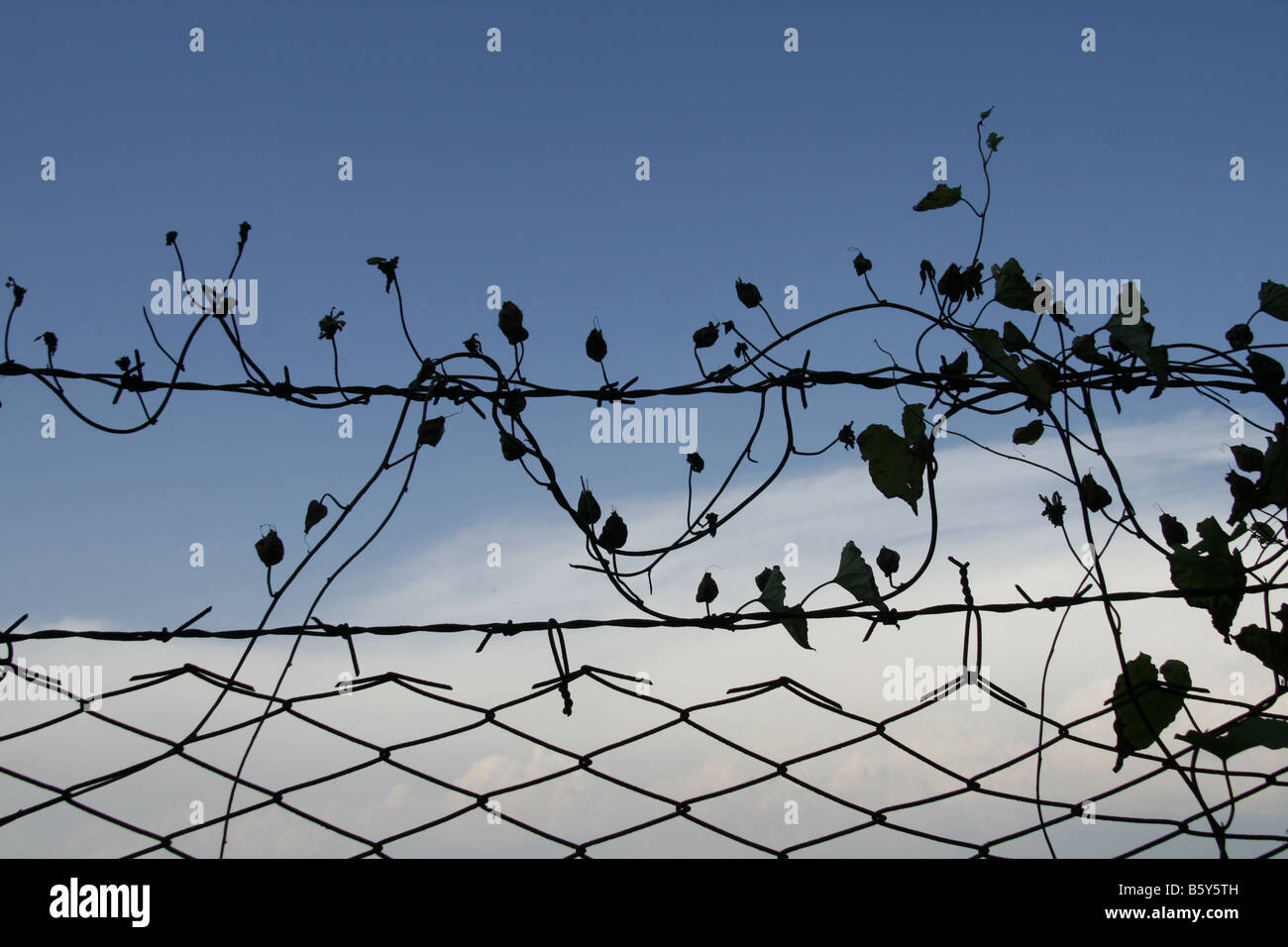 silhouette ivy twine leaves on barbed wire field fence Stock Photo - Alamy