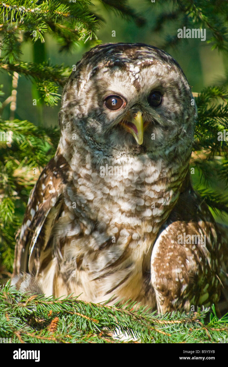Rescued Barred Owl - flightless due to injury Stock Photo - Alamy