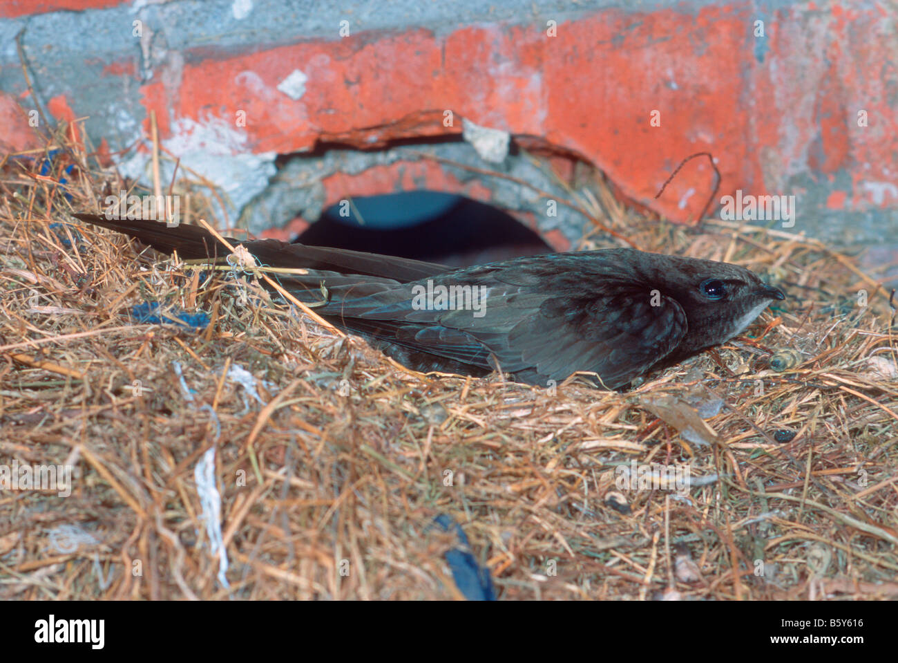 Common swift with eggs hi-res stock photography and images - Alamy