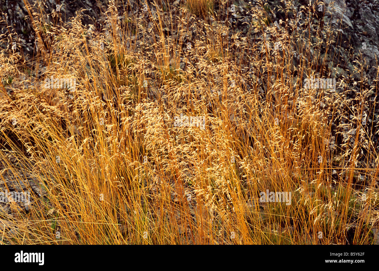 Dried grasses, UK Stock Photo - Alamy