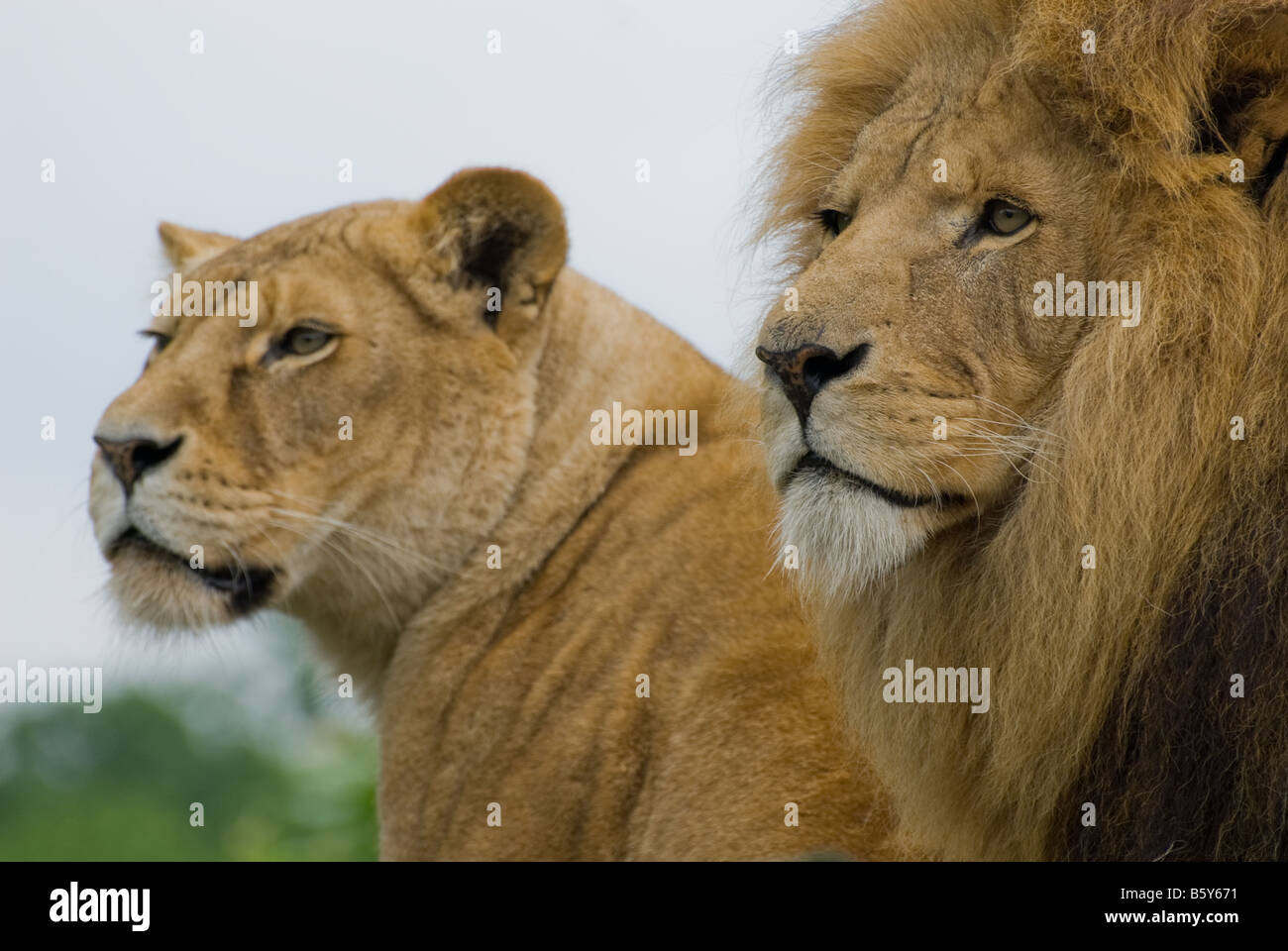 Lion and lioness with mane portrait Stock Photo - Alamy