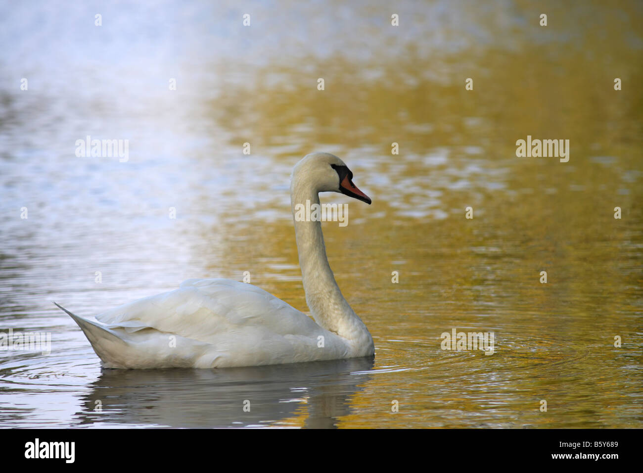 Majestic swan hi-res stock photography and images - Alamy
