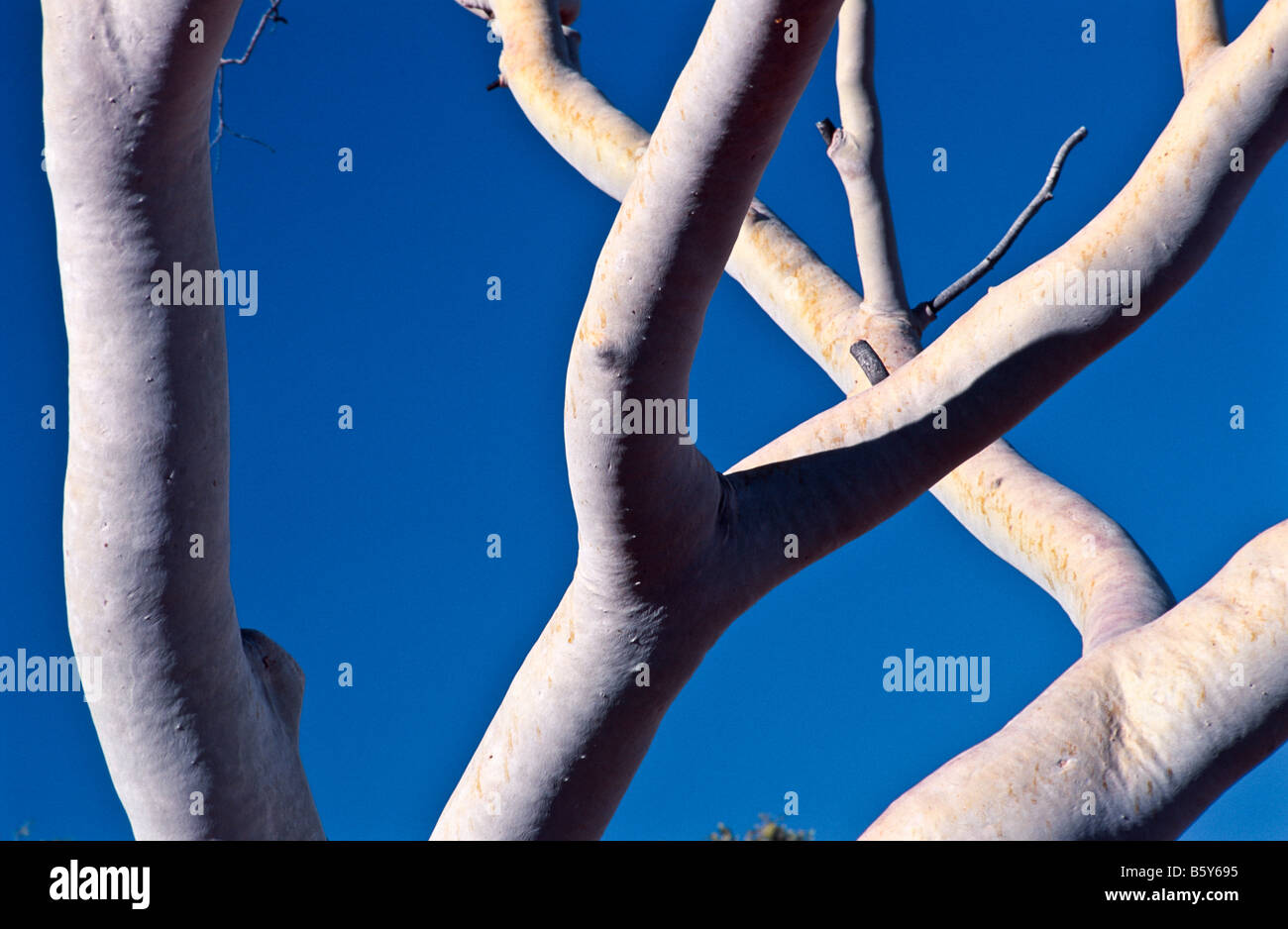 Branches limbs hi-res stock photography and images - Alamy