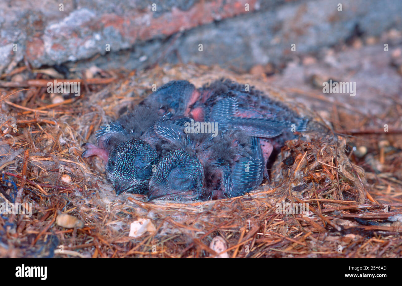 Common Swift, Apus apus. Chicks at nest Stock Photo - Alamy