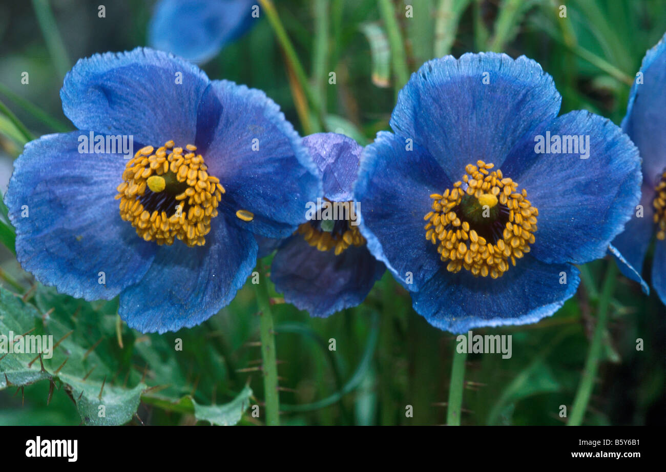 Blue Poppy in the Indian Himalaya Stock Photo - Alamy
